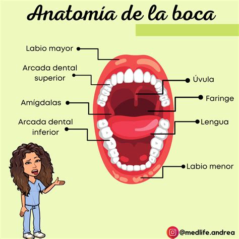 Anatomía De La Boca👄💊🦠💉 Anatomia Del Ojo Humano Papilas Gustativas