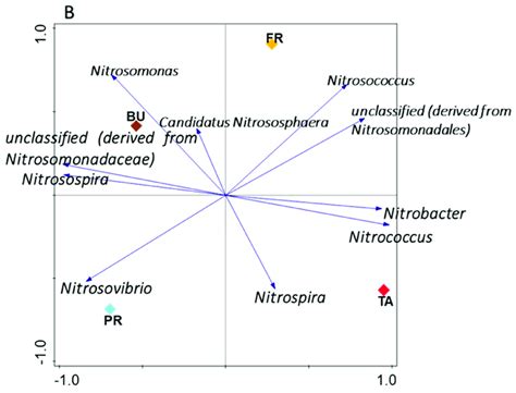 Principal Component Analysis Pca Of Nitrifying Bacteria And Archaea