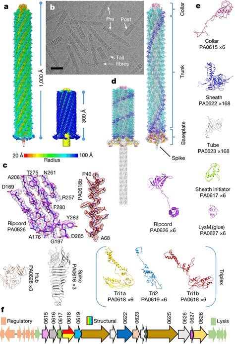 Cryo Em And Overall Structure Of Pyocin In Pre Contracted And