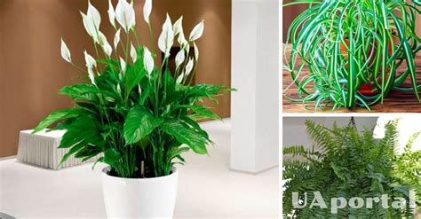 Які кімнатні рослини поставити вдома щоб зменшити вологість та захистити будинок від плісняви