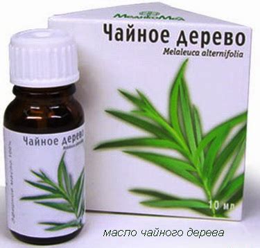 Масло чайного дерева. Свойства чудесного природного антисептика | LADY ...