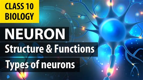 Controlandcoordination Neuron And Its Functions Cbse Biology Ncert Class 10 Science Chapter