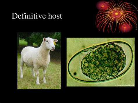 Ppt Trichostrongylus Spp Powerpoint Presentation Free Download Id 3824497