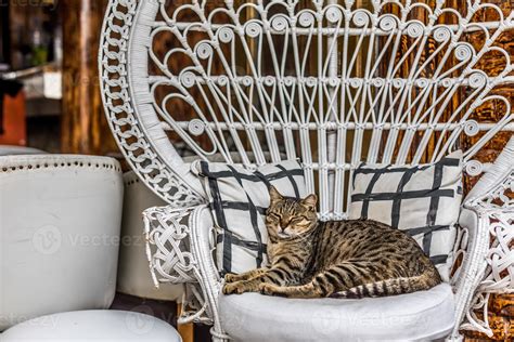 Funny Scene Cat Sleeping In Chair Lazy Cat Concept Symbol Of Comfort 16936852 Stock Photo At