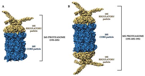 Structure And Function Of The 26s Proteasome A 600x523
