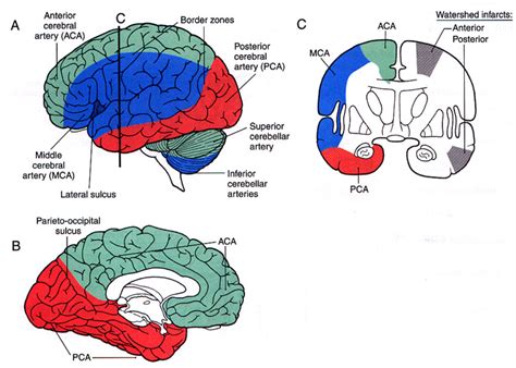 Blood Supply To The Cortex Digram Diagram Quizlet