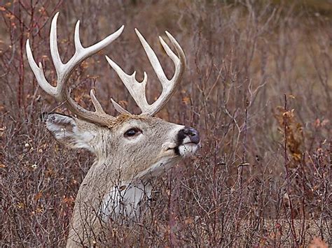 Wallpaper S White Tailed Deer Antlers