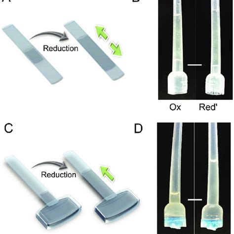 Designing Supramolecular Hydrogel Based Linear Actuator And