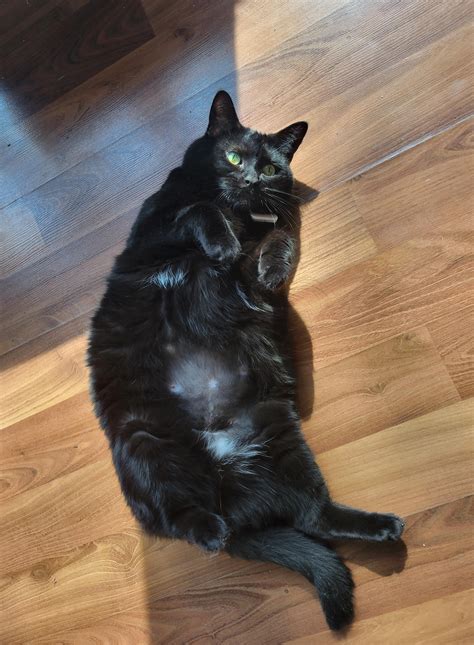 Tanning Her Shaved Belly Chonkers