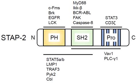 The Functional Properties And Physiological Roles Of Signal Transducing
