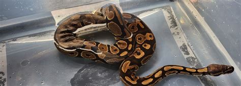 Help With Identifying Morph Ball Pythons MorphMarket Reptile Community
