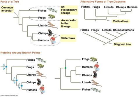Bio Final Mod Macroevolution And Phylogeny Flashcards Quizlet