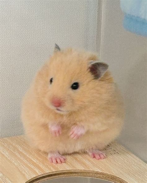 감자🥔 이게 왜이리 작아졌지 🤨 햄스타그램 골든햄 골든햄스터 아크릴해먹 롱다리햄스터 Instagram