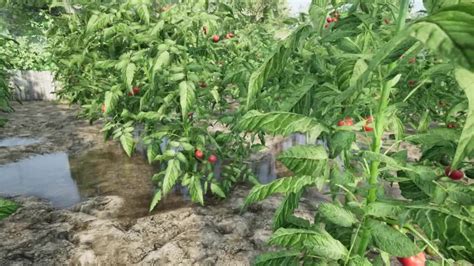 Sbx Robotics On Linkedin Sbx Farm Demo