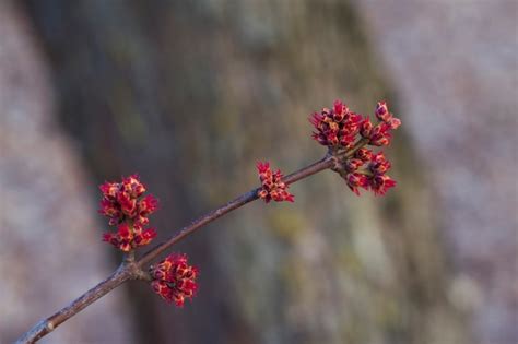 Premium Photo Red Elm Tree First Spring Flower Bunches On The Twig With Sunset Light And Dark