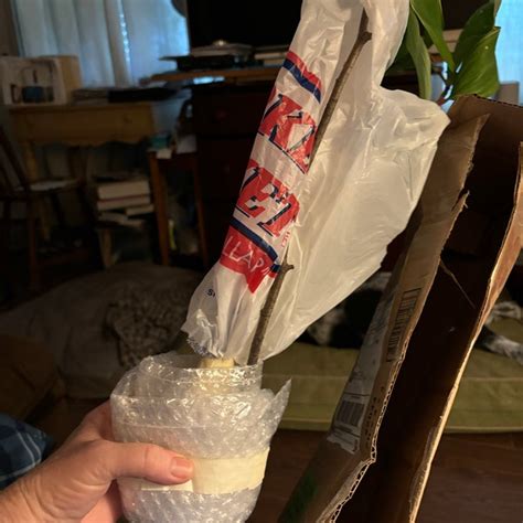 Hybrid Daylily Mixed Colors 3 Plants Etsy