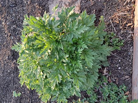 Can You Confirm If This Is Mugwort R Foraging