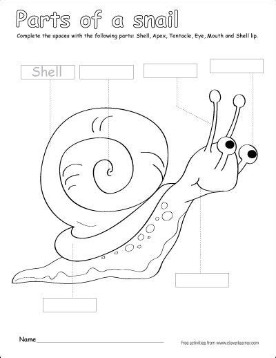 Label And Color The Parts Of The Snail Activity For Preschoolers Color