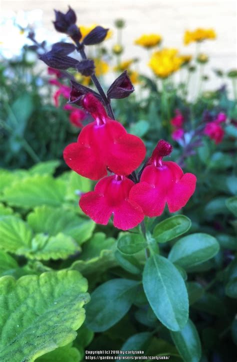 Autumn Sage Salvia Greggii Flame In The Salvias Database