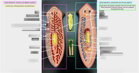Biology Lab Diagram Diagram Quizlet