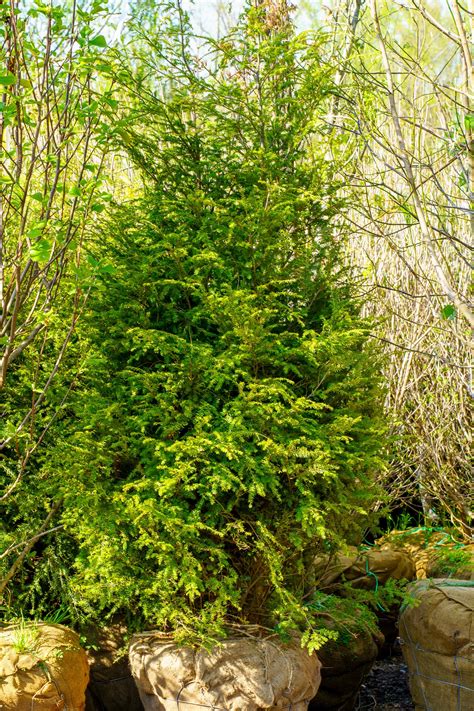 The Hemlock Guide Plant Detectives