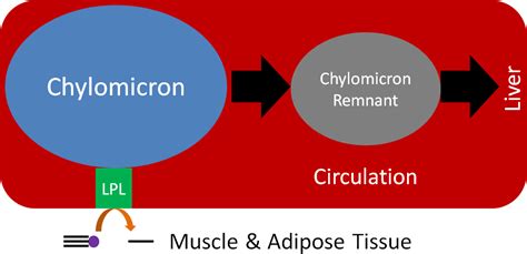 Lipolysis Triglyceride Breakdown Nutrition Flexbook