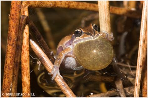 Flickriver Pierson Hills Photos Tagged With Pseudacris