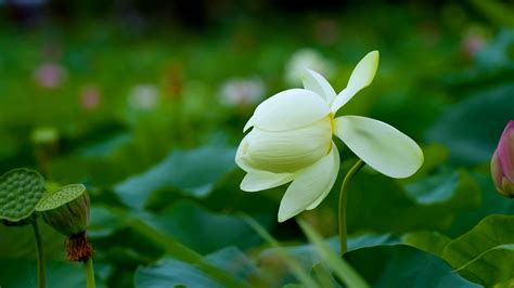 Flower Flora Lotus Free Stock Video Pixabay
