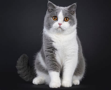 How Big Do British Shorthairs Get Vet Reviewed Growth And Weight Chart