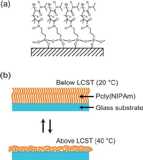 a chemical structure of poly n isopropylacrylamide poly nipam