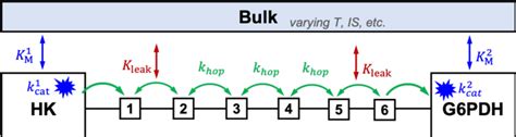 fig s1 schematic of the kmc model download scientific diagram