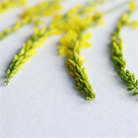 Buera · ბუერა ყვითელი 💛 Melilotus Officinalis ბუერა