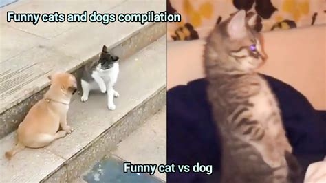 Funny Cats And Dogs Compilation Cat And Dog Dog Fails Cute Animal