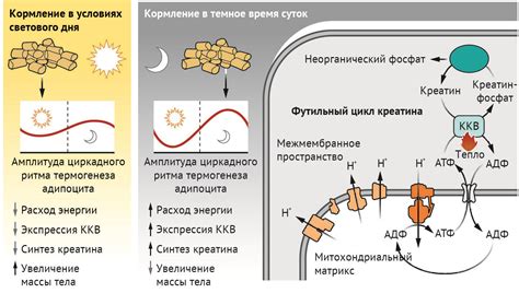 Прием пищи в четко установленное время позволяет контролировать расход энергии