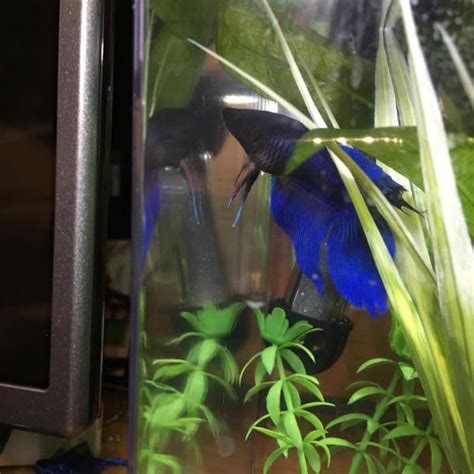 Overfed Need Advice Betta Fish Forum