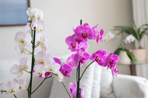 Common Orchid Types