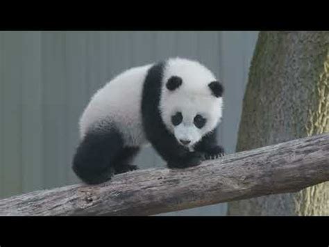 The Sex Lives Of Giant Pandas Smithsonian Institution