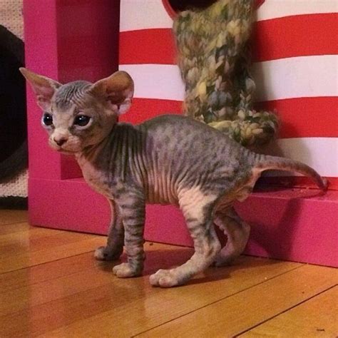 Sphynx Kitty Spinx Cat Bambino Cat Rex Cat