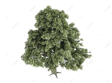 Oak Tree Plan View