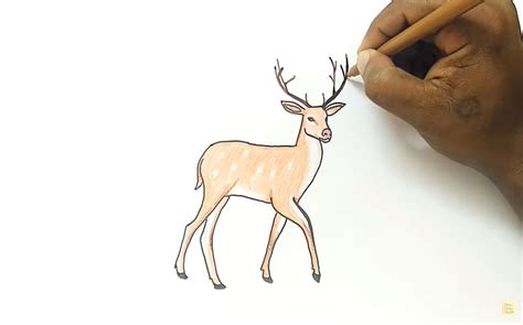 How To Draw A Deer 10 Amazing And Easy Tutorials