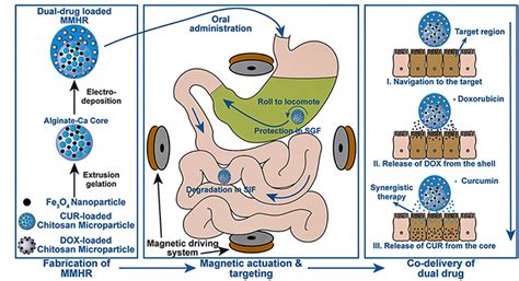 Custom Magnetic Sa Hydrogel Particle Synthesis And Drug Encapsulation Service Cd Bioparticles