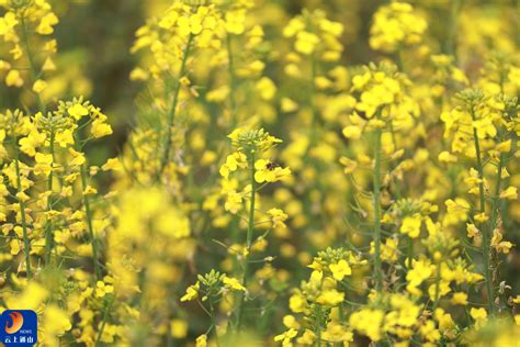 咸宁通山：金色花海醉游人 乡村旅游热起来长江云 湖北网络广播电视台官方网站