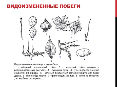 Основы ботаники - презентация онлайн