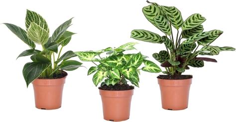 Plant In A Box Mélange Maison Mélange De 3 Plantes Plantes Vertes