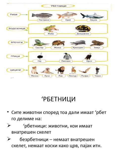 Рбетници Pdf