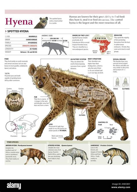 Hyenas Anatomy Hyena Paws Male Hyena Hyena Art