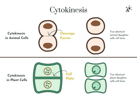 What Is Mitosis — Delta Learning