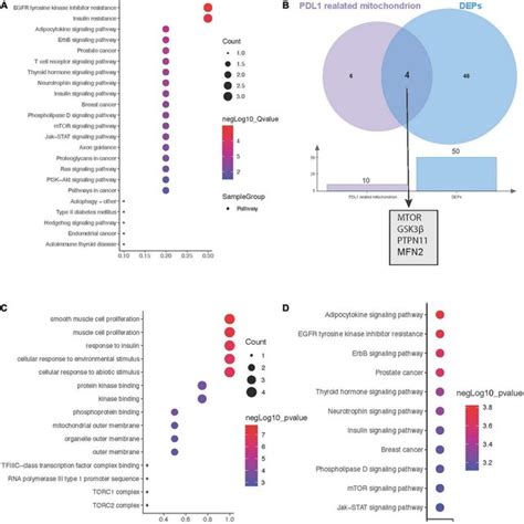 Hub Genes Between Mitochondrial Metabolism And Immune Checkpoint