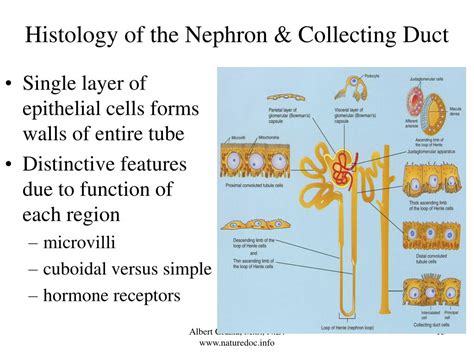 Ppt Chapter 26 The Urinary System Powerpoint Presentation Free