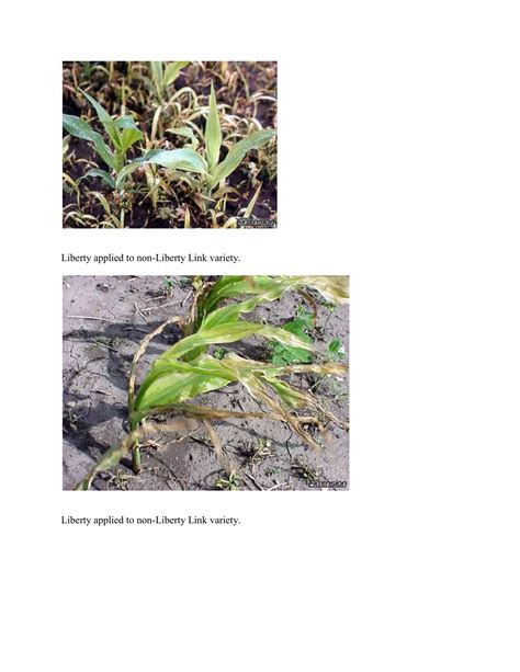 Herbicide Injurydocx